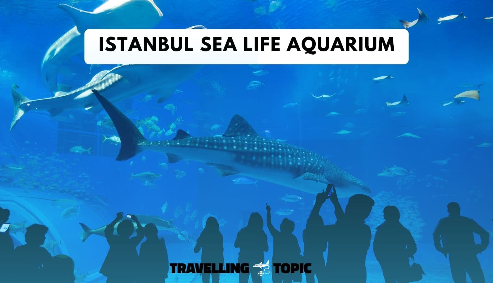 Istanbul Sea Life Aquarium | My Experience + Addres + Photos