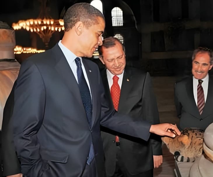 Why Are There So Many CATS In Turkey? - Istanbul CATS 🐱