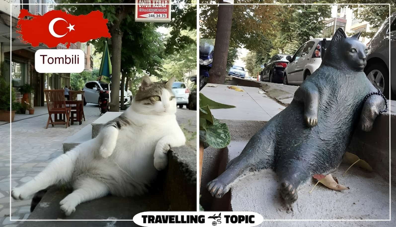 Why Are There So Many CATS In Turkey? - Istanbul CATS 🐱