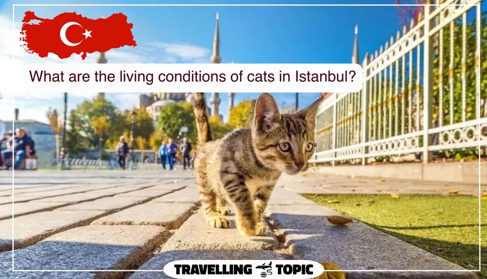 Why Are There So Many CATS In Turkey? - Istanbul CATS 🐱