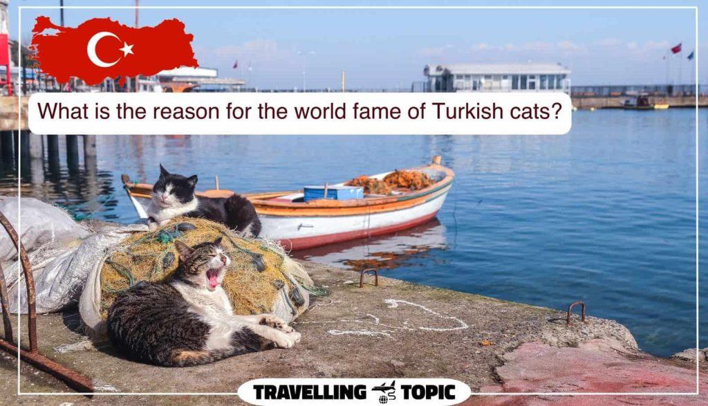 Why Are There So Many CATS In Turkey? - Istanbul CATS 🐱