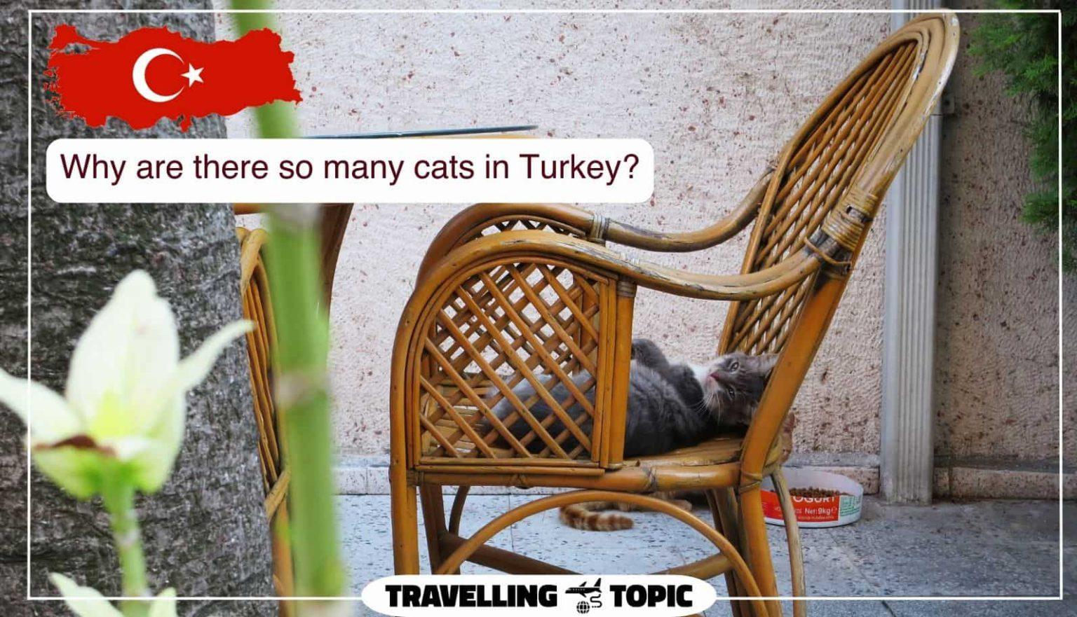 Why Are There So Many CATS In Turkey? - Istanbul CATS 🐱