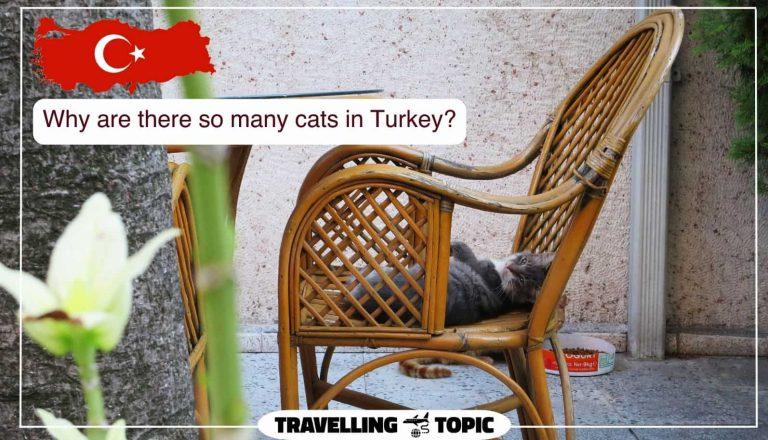Why Are There So Many CATS In Turkey? - Istanbul CATS 🐱