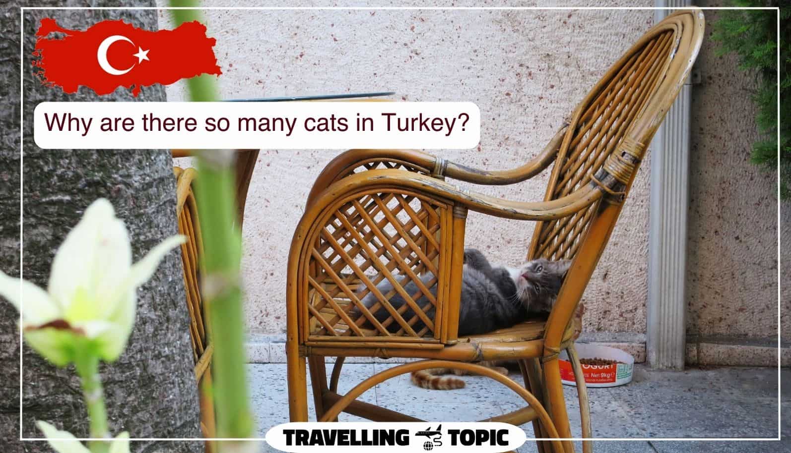 Why Are There So Many CATS In Turkey? - Istanbul CATS 🐱