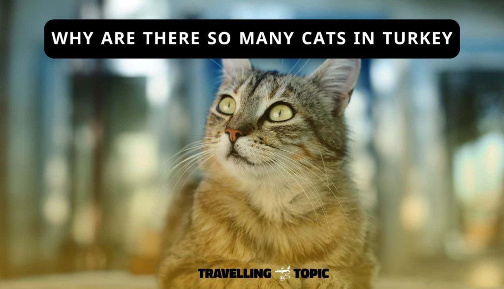 Why Are There So Many CATS In Turkey? - Istanbul CATS 🐱