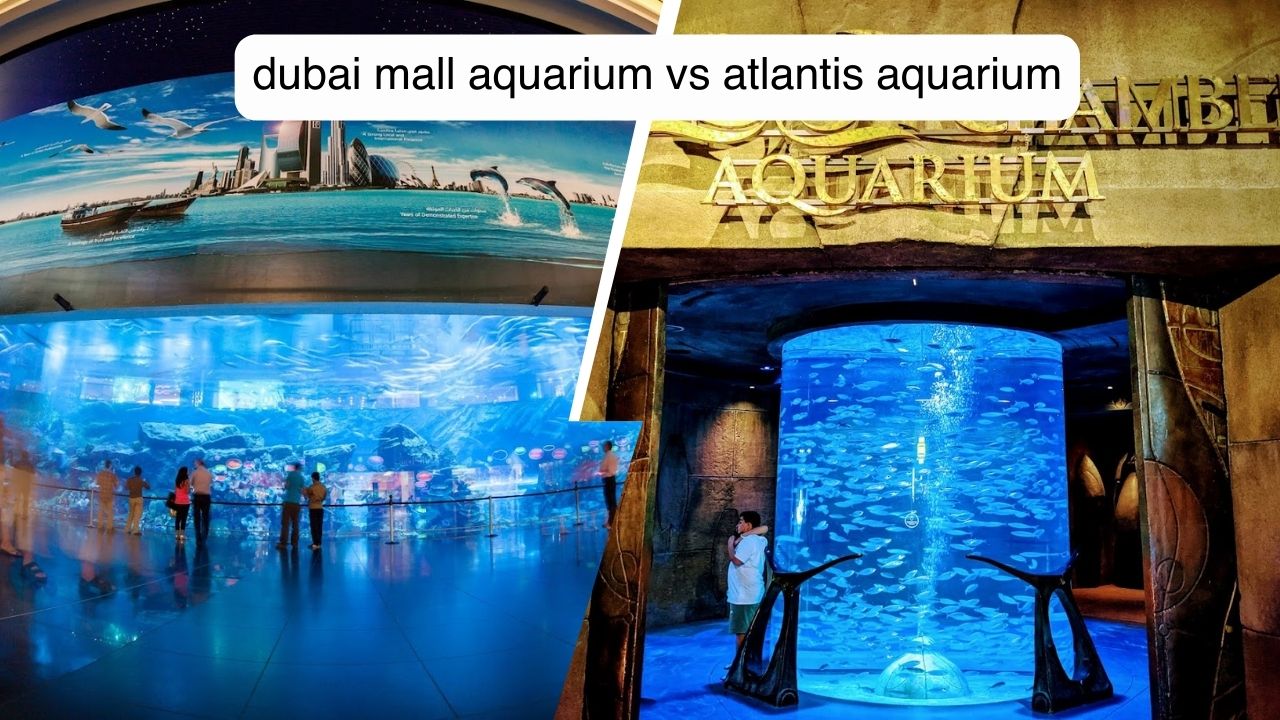 Dubai Mall Aquarium Vs Atlantis Aquarium (Lost Chambers)
