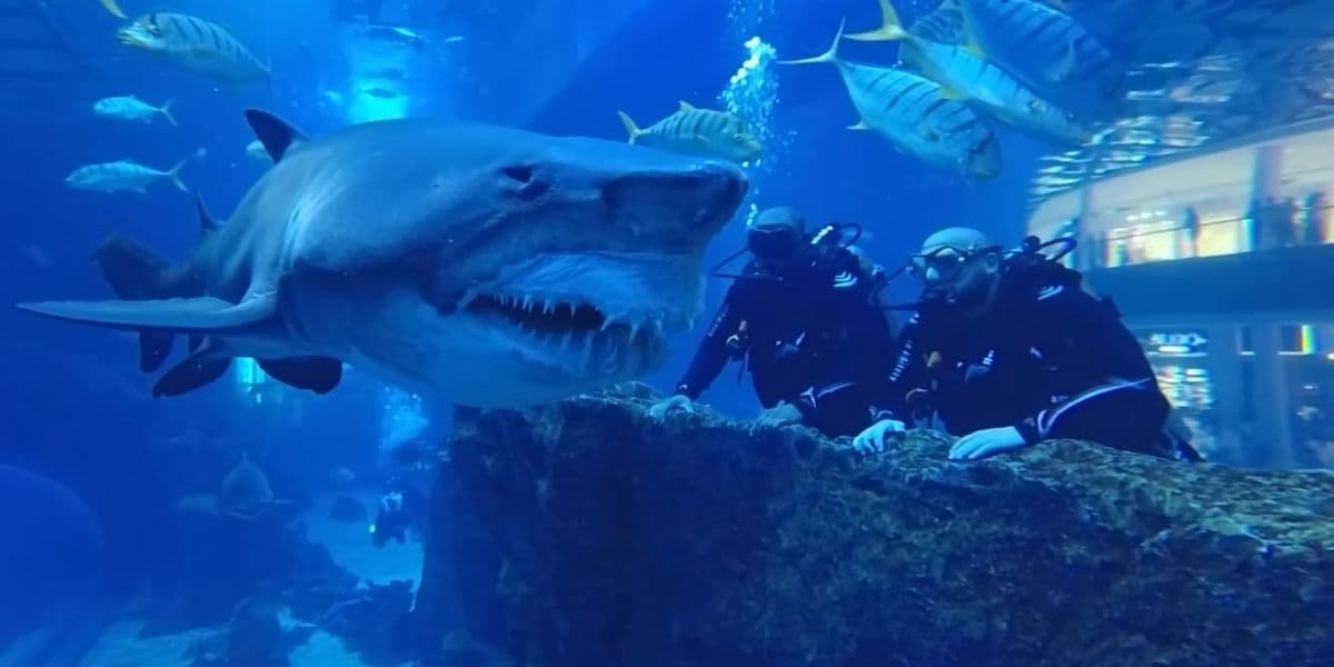 Is it Dangerous to Swim with Sharks in Dubai Mall Aquarium?